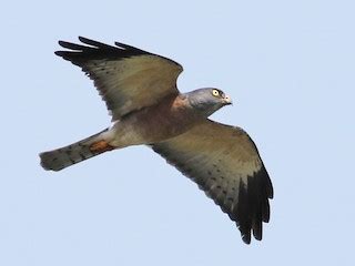 赤腹鷹 eBird