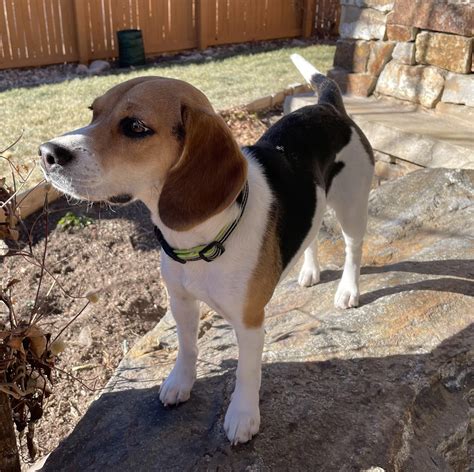 Looking For Advice 1 5 Yr Old Beagle Regularly Refuses To Eat Ive