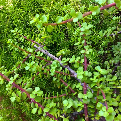 Elephant Food Plant A Nutritional Powerhouse For The Herbivores
