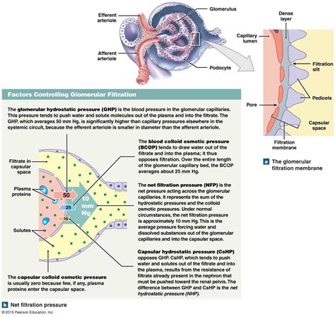 Glomerular Filtration Chart