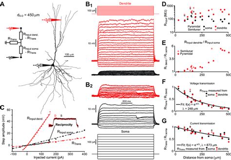 Steady State Properties Of Passive Electrical Conduction A Right