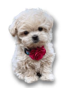 Contact Us For Teacup Maltese Or Maltipoo Puppies For Sale