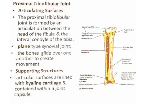 Solution Tibiofibular Joint Studypool