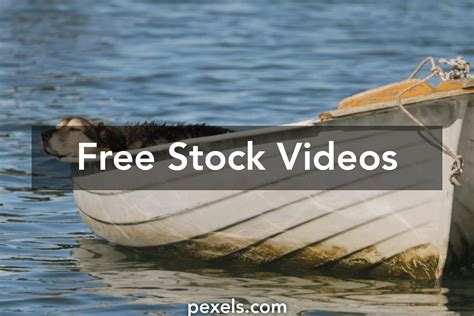 Girlgetsknottedbyherdog Videos Download The Best Free 4k Stock