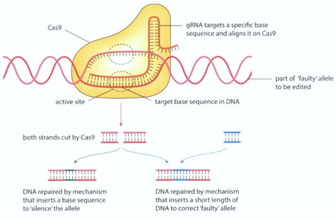 Describe How Crisprcas9 Can Be Used To Correct A Genetic Fault