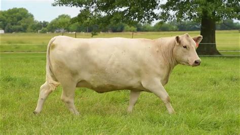 Detherage Tag 1859 Youtube