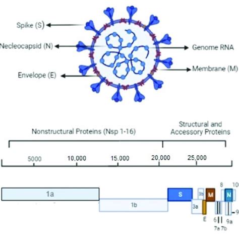 A Sars Cov 2 With Constituent Proteins B Related Genome Detailed