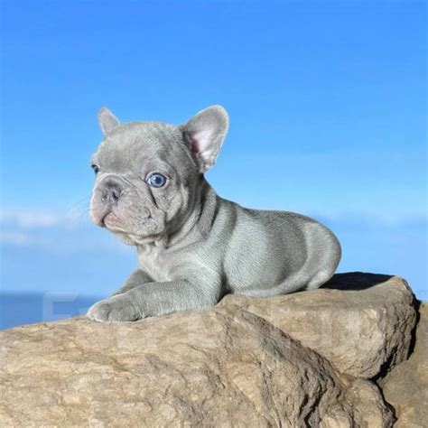 Французский бульдог под заказ Цена 200 000₽ во Владивостоке