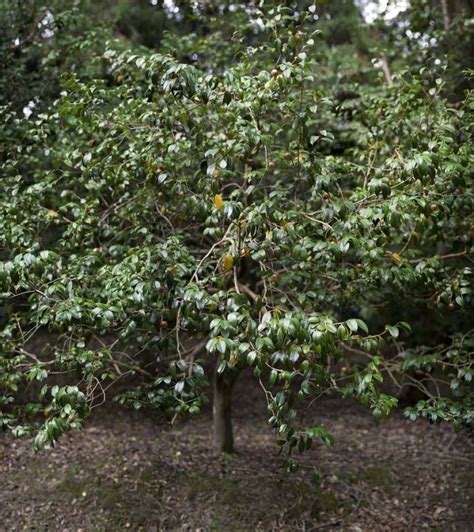 Haptic Green Captivating Photos Of Trees Made From Hundreds Of Small Scans Spoon And Tamago