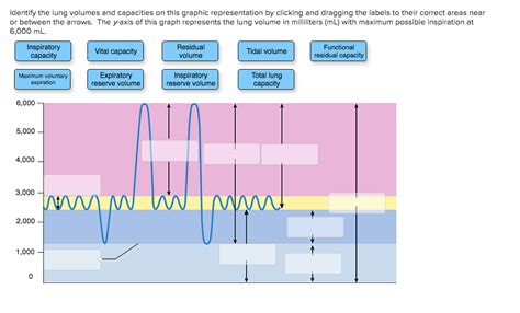 Lung Volumes And Capacities Chart A Visual Reference Of Charts Chart Master
