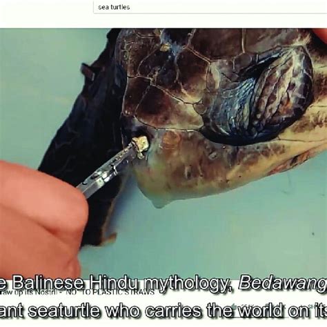 Sea Turtle With Straw Up Its Nostril Download Scientific Diagram