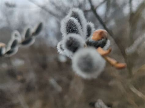 Народные приметы на 13 апреля 2025 года что можно и нельзя в Вербное воскресенье МК Улан Удэ