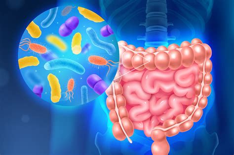 The Gut Microbiome And Its Importance For Your Health Sandhus Nutrition