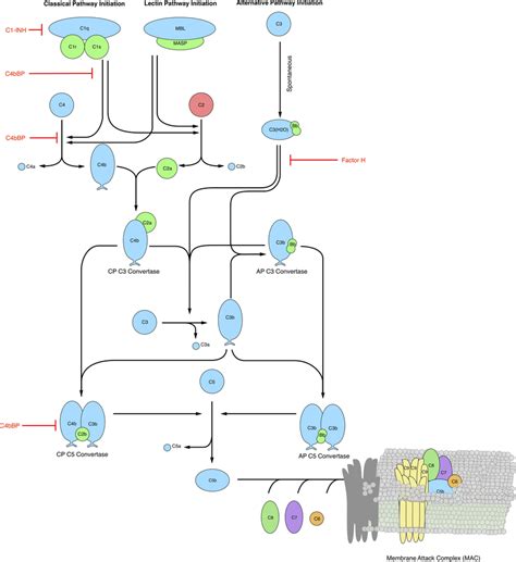 Simplified Schematic Of The Human Complement System The Complement