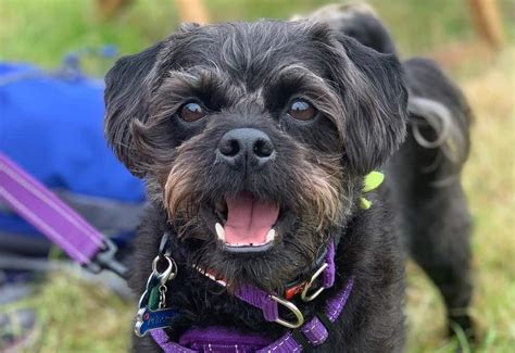 The Pug Poodle Mix What You Need To Know About The Pugapoo K9 Web