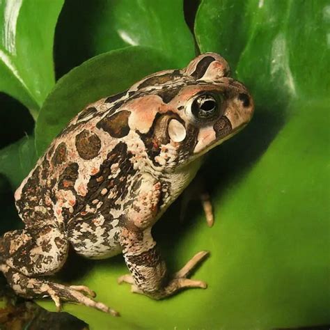 What Do Toads Need To Survive And How Do They Do It Amphibian Life