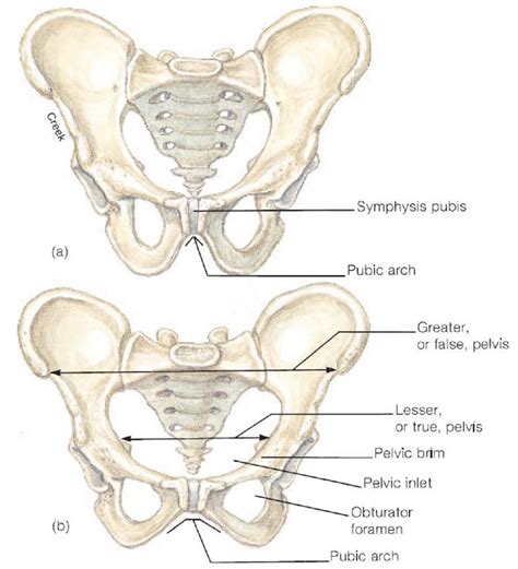 Male Vs Female Pelvis Differences Anatomy Of Skeleton OFF
