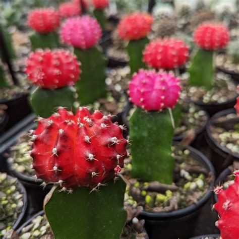 Grafted Moon Cactus The Small Batch Nursery