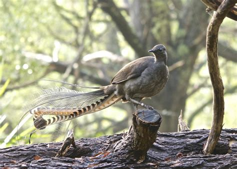 Lyrebird Sounds Apk For Android Download