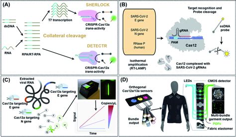 Crispr Cas12 Cas13 Based Biosensing Strategies Used In Nucleic Acid