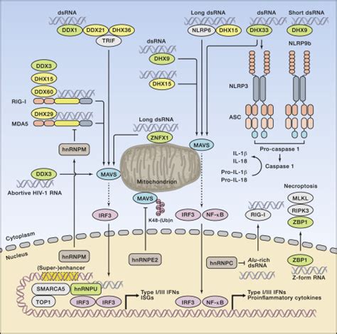Distinct And Orchestrated Functions Of Rna Sensors In Innate Immunity
