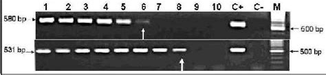 Figure 1 From Detection And Identification Of Toxoplasma Gondii Type One Infection In Sheep