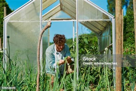 온실 정원 및 남자는 유기농 식품 산업을 위해 식물과 농업을 확인합니다 농업 식물 및 지속 가능성 근로자는 농민 시장을 위한 친환경 허브와 지속 가능한 농산물을 연구하고