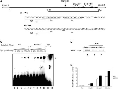 Figure 1 From A Single Nucleotide Polymorphism In The Mdm2 Promoter