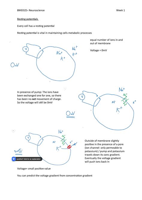 Week NS Resting Potentials Resting Potentials Every Cell Has A Resting Potential Resting
