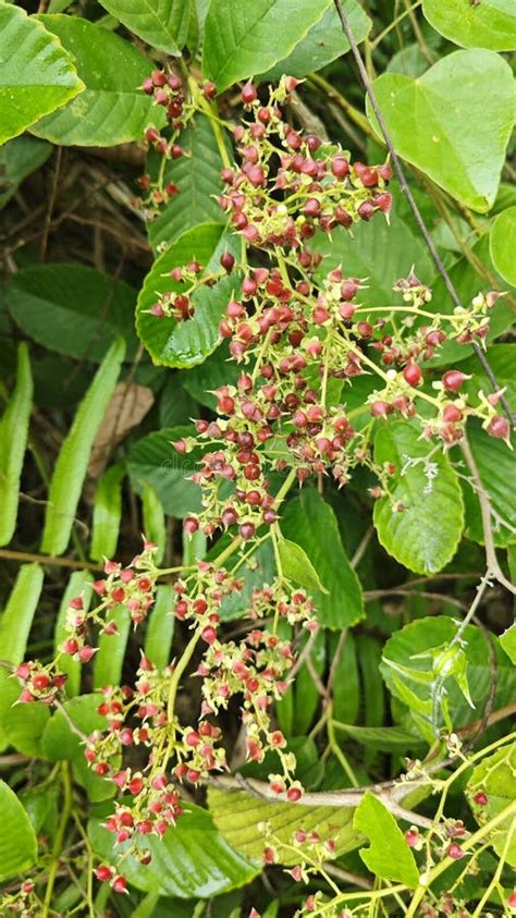 Clusters Of Wild Busy Sandpaper Tetracera Young Flower Buds Creeping