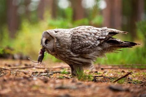 10 Most Common Foods In Owls Diet