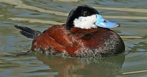 Ruddy Duck