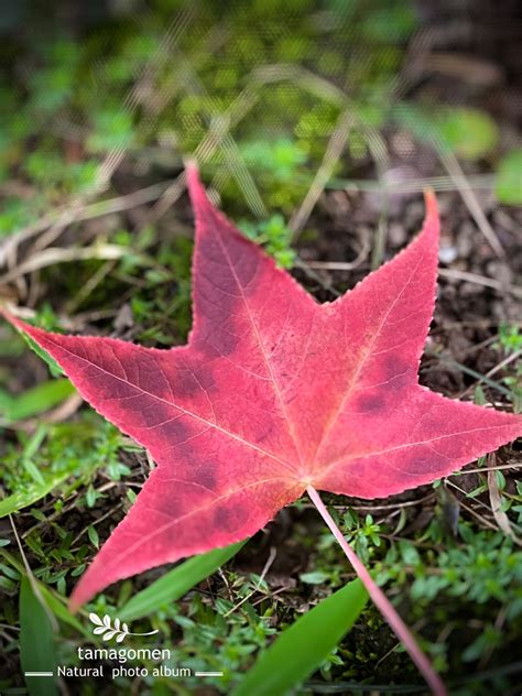 tamagomenが投稿したフォトモミジバフウ紅葉葉風 紅葉した紅葉葉風を見ると 秋なん 2020 09 22 07 40