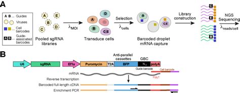 Perturb Seq Multiplexed Single Cell Characterization Of Alternative
