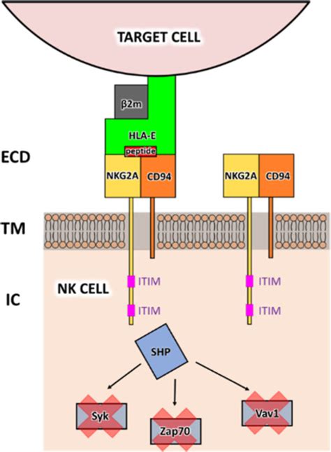 all atom simulations reveal the intricacies of signal transduction upon