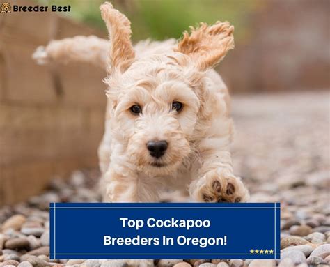 Top 5 Cockapoo Breeders In Oregon 2023 Breeder Best