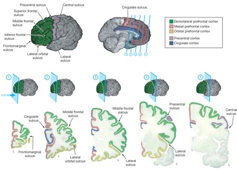 Schematic Of Dorsolateral Prefrontal Cortex And Mesial Prefrontal