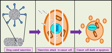 Representation Of Induction Of Apoptosis In Cancer Cells Through Download Scientific Diagram