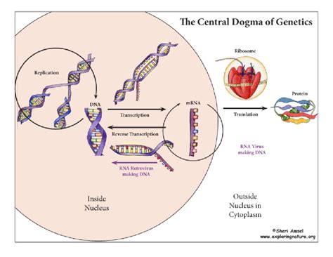 The Graph On The Left Shows The Mutation Rates Of Several Select