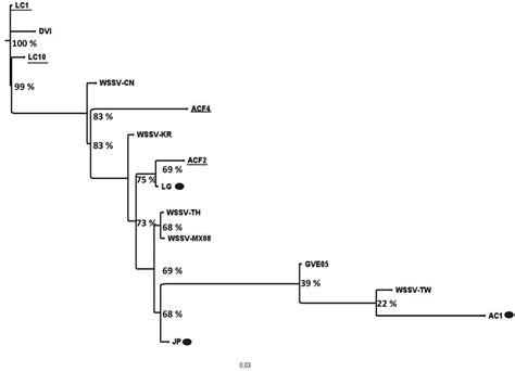 Inferred Phylogenetic Tree Based On Full Length Genome Sequences Of Download Scientific