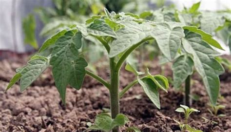 Bacitricho Agrobiotecnica Wp Bacillus Subtilis Trichoderma Harzianum Agrobiotecnica