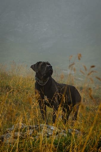 잔디와 바위로 덮인 언덕에서 검은 지팡이 코르소 개의 수직 근접 촬영 0명에 대한 스톡 사진 및 기타 이미지 0명 개 검은색 Istock