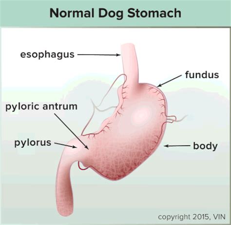 Bloat Mar Vista Animal Medical Center