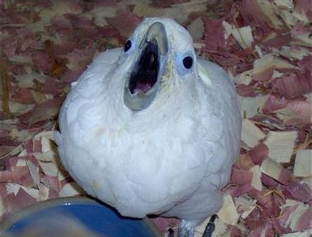 Screaming Parrot Blank Template Imgflip
