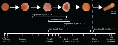 1 Diagram Illustrating The Sequence Of Experiments Throughout The Download Scientific Diagram
