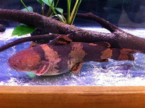 Pseudopimelodus Bufonius