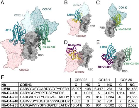 Fully Synthetic Platform To Rapidly Generate Tetravalent Bispecific