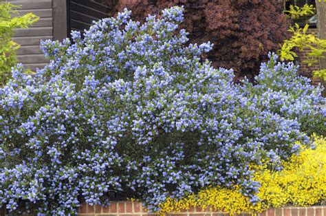 How To Grow And Care For California Lilac 2026 Masterclass