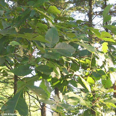 Buy Affordable Shellbark Hickory Trees At Our Online Nursery Arbor Day Foundation