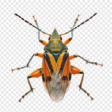 premium psd bug front view full body isolate on transparency
